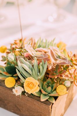 ROJAS SUCCULENTS AND CACTI - 212 Photos & 78 Reviews - Nurseries ...