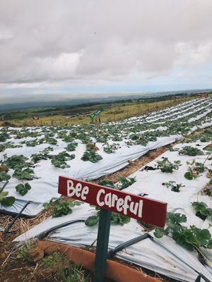 KULA COUNTRY FARMS - 703 Photos & 101 Reviews - 6240 Kula Hwy, Kula, HI ...