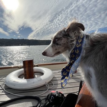 NEXT LEVEL SAILING - 241 Photos & 233 Reviews - 2050 Shelter Island Dr ...