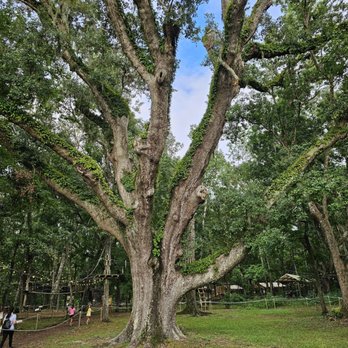 TREEHOPPERS AERIAL ADVENTURE PARK - Updated November 2025 - 197 Photos ...