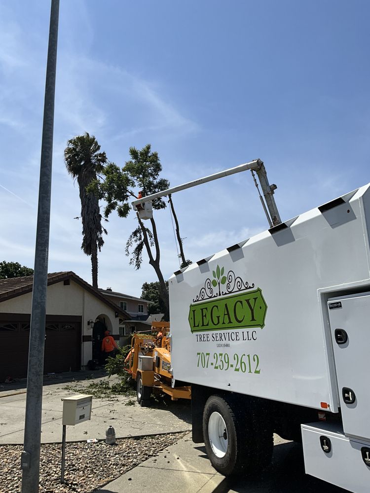 LEGACY TREE SERVICE - Updated January 2026 - 35 Photos - 1027 Kenmore ...