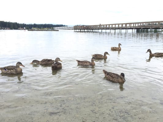 LAKE GOODWIN COMMUNITY PARK - Updated October 2025 - 20 Photos - 4620 ...