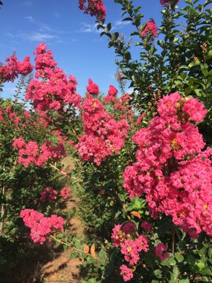 IKTHUS TREE FARMS - Updated March 2025 - 14 Photos - Palmetto, Georgia ...