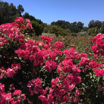 ROSE STORY FARM - Updated December 2025 - 55 Photos & 27 Reviews ...