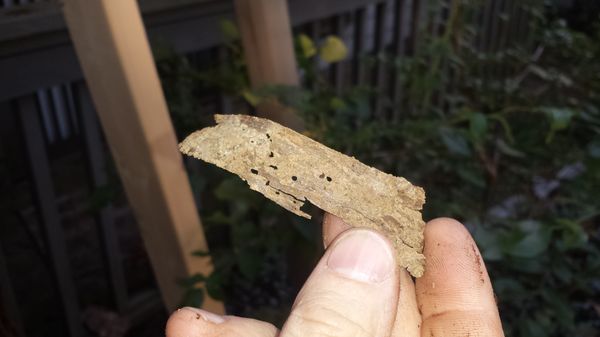 NW PEST CONTROL - Updated December 2025 - 19 Photos & 60 Reviews - 28 ...