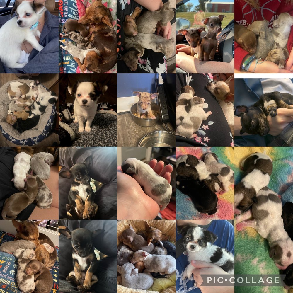 TINY PAWS CHIHUAHUAS - Updated March 2025 - Request Information - St ...