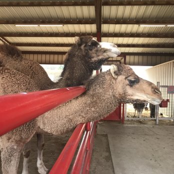 SHARKAROSA WILDLIFE RANCH - Updated August 2025 - 312 Photos & 133 ...