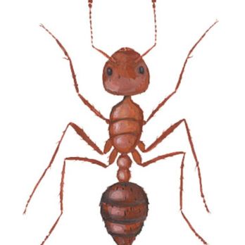 BUG RUNNER - Updated November 2025 - Avon Park, Florida - Pest Control ...