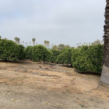 CALIFORNIA CITRUS STATE HISTORIC PARK - Updated September 2024 - 734 ...