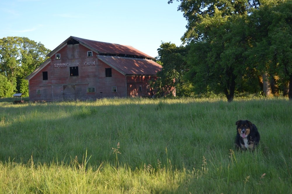 SPRINGBANK FARM - Updated November 2025 - 32260 Berlin Rd, Lebanon ...