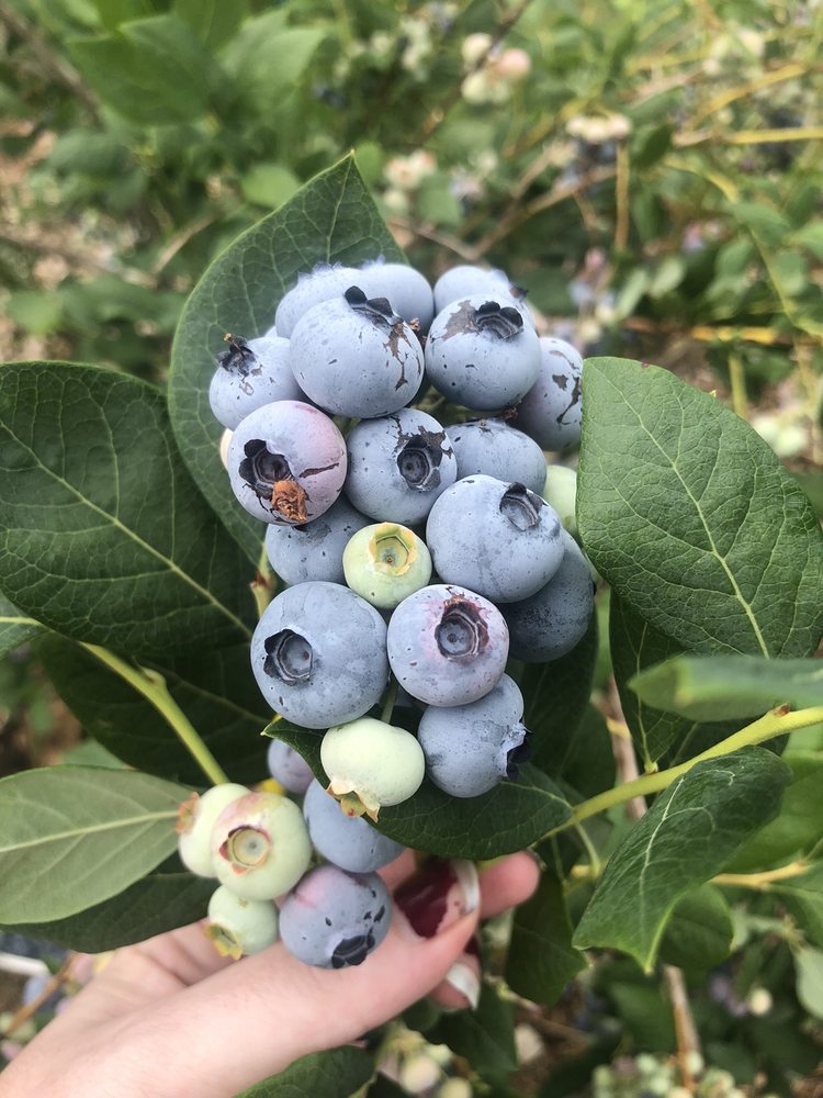 Homestead Farm of Jones Family Farms, Shelton | Roadtrippers