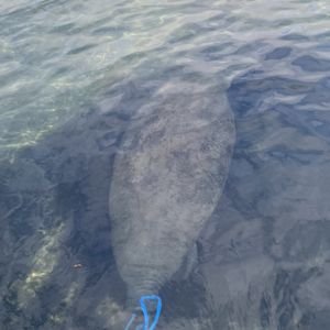 FUN 2 DIVE MANATEE TOURS - Updated April 2025 - 388 Photos & 216 ...
