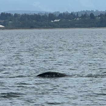 PUGET SOUND EXPRESS - Updated August 2025 - 225 Photos & 87 Reviews ...