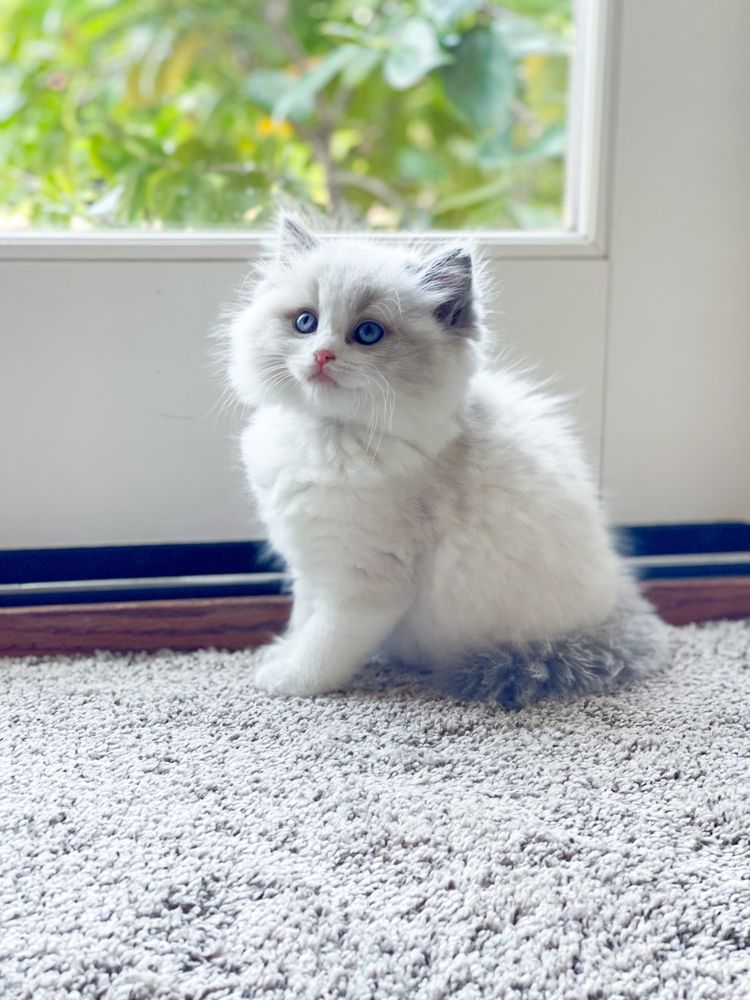 DAY SPRING RAGDOLLS - Updated December 2025 - 147 Photos & 24 Reviews ...