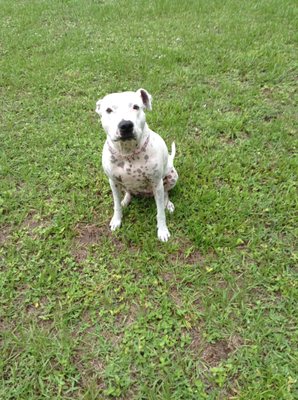 SUNCOAST HUMANE SOCIETY - Updated August 2024 - 13 Photos & 17 Reviews ...