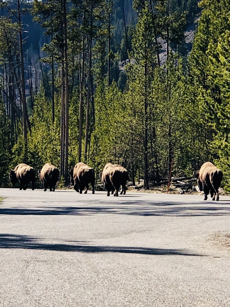 MADISON - 13 Photos - Madison Junction, Yellowstone National Park, WY ...