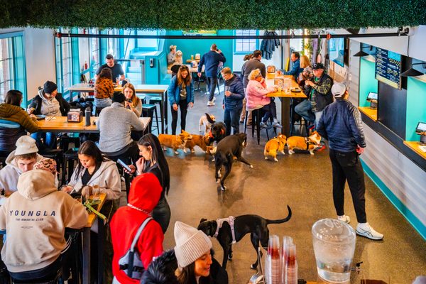 THE BOOZY MUTT - Updated December 2025 - 94 Photos & 29 Reviews - 2639 ...