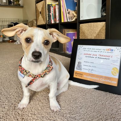 KARMA DOG TRAINING - Updated January 2025 - 619 Photos & 919 Reviews ...