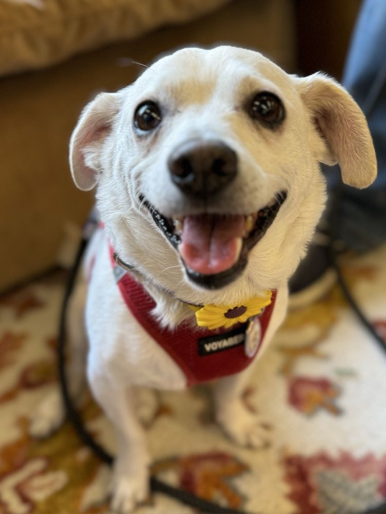 THE AMANDA FOUNDATION- DR. SHIPP’S ANIMAL HOSPITAL - Updated May 2025 ...