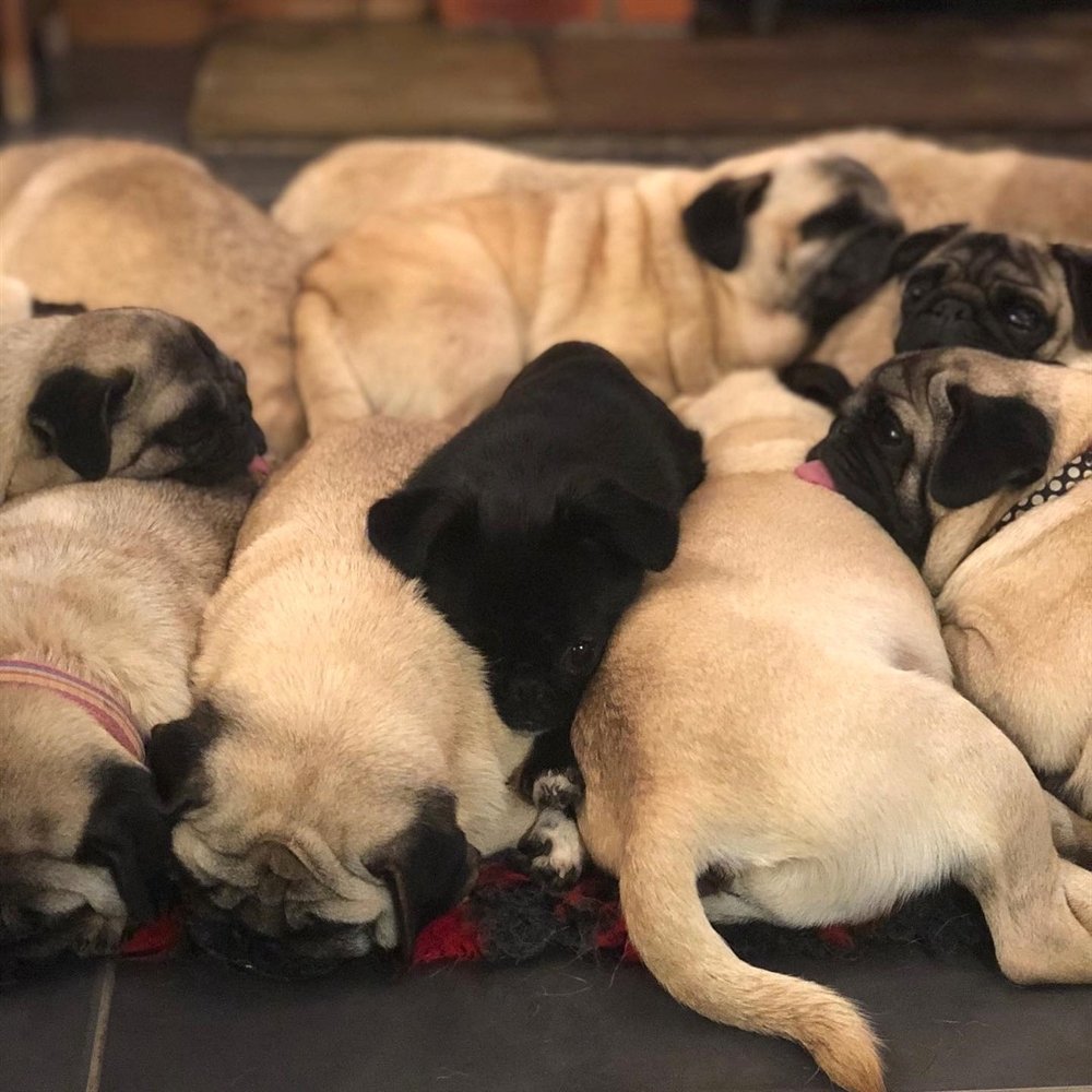 HUBBY HOME BREEDERS - Updated August 2025 - Montréal, Quebec - Pet ...