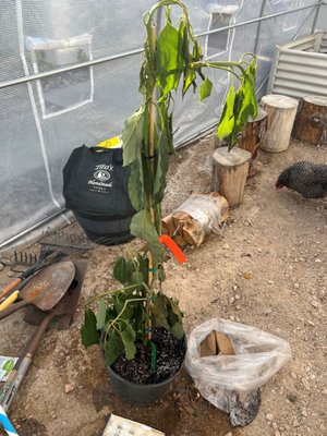 FAST GROWING TREES - Updated January 2026 - 22 Photos & 38 Reviews ...