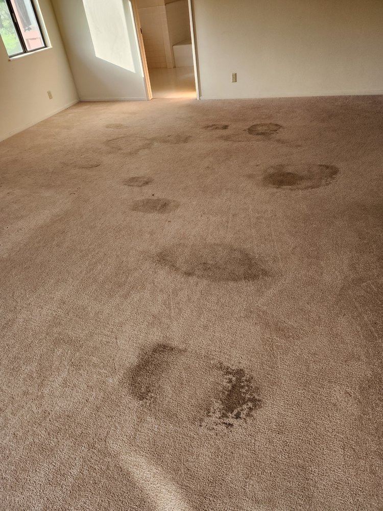 COLGATE CARPET CLEANING - Updated July 2025 - 16 Photos & 16 Reviews ...