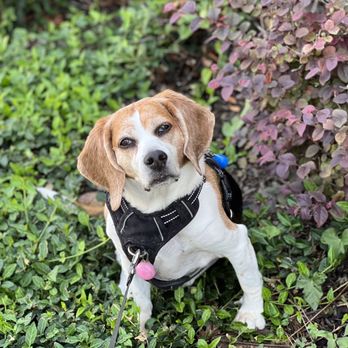 METRO PAWS ANIMAL HOSPITAL - SKILLMAN - Updated October 2025 - 44 ...