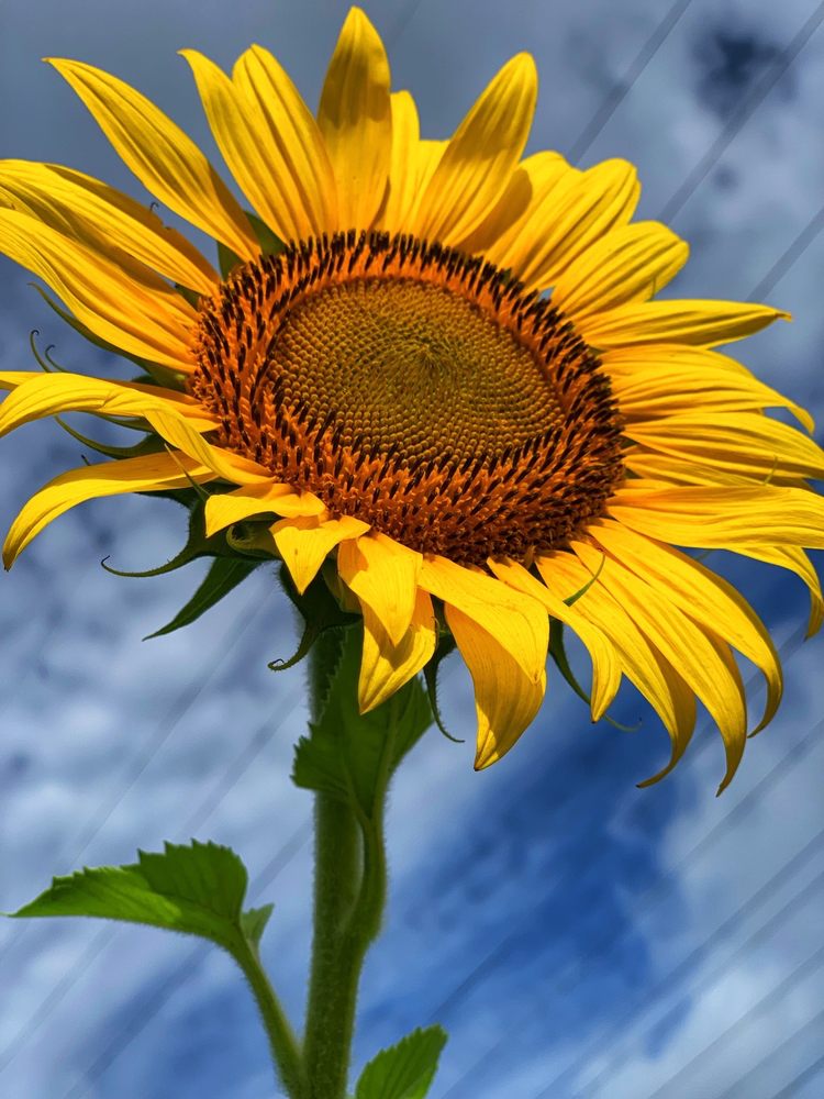 THE ANDERSON SUNFLOWER FARM - 82 Photos & 25 Reviews - 3360 Shiloh Rd ...