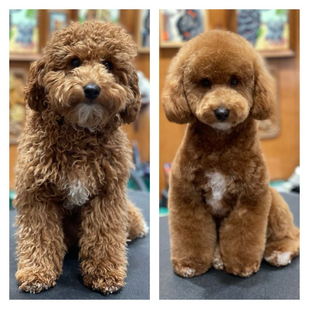 JESS RONA GROOMING - Updated December 2025 - 14 Photos & 10 Reviews ...