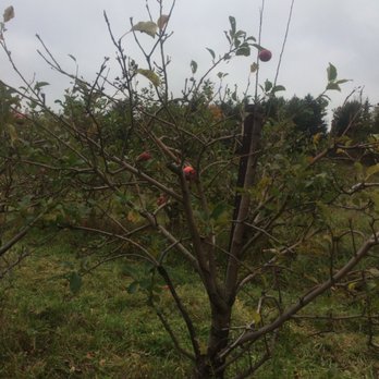LONE MAPLE FARM - Updated January 2026 - 23 Photos & 16 Reviews - 2001 ...