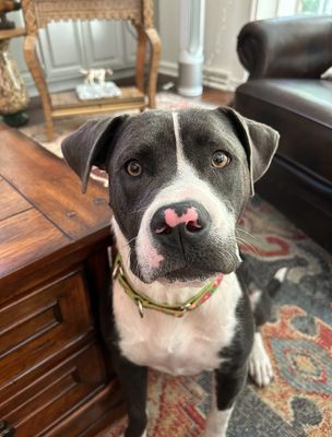 KC PET PROJECT - Updated January 2026 - 66 Photos & 96 Reviews - 7077 ...