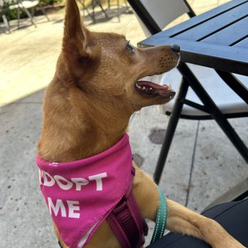 OAHU SPCA - Updated November 2024 - 128 Photos & 151 Reviews - 823 ...