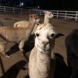 SOUTH TEMECULA VETERINARY HOSPITAL - Updated April 2026 - 84 Photos ...