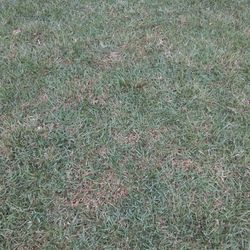 EVERGREEN LAWN & PEST CONTROL - 29 Photos & 14 Reviews - Pest Control ...