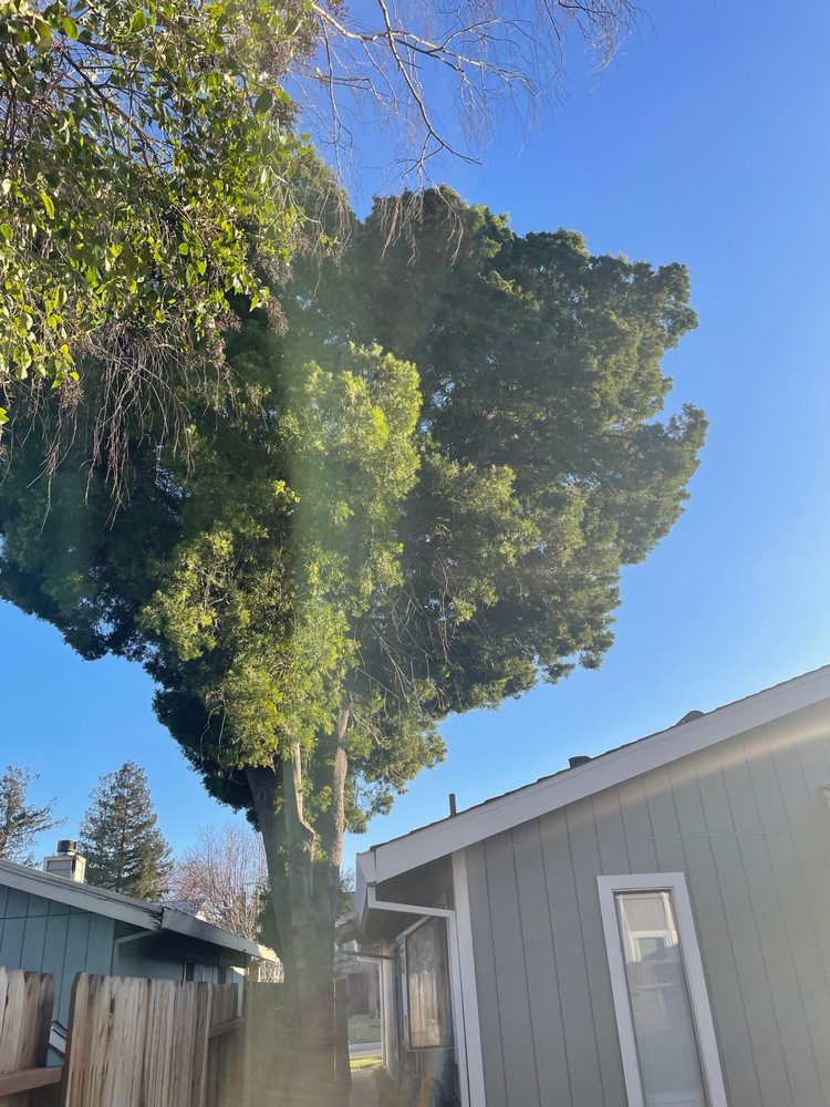 DELTA TREE SERVICE - Updated May 2025 - 9697 State Highway 220 ...