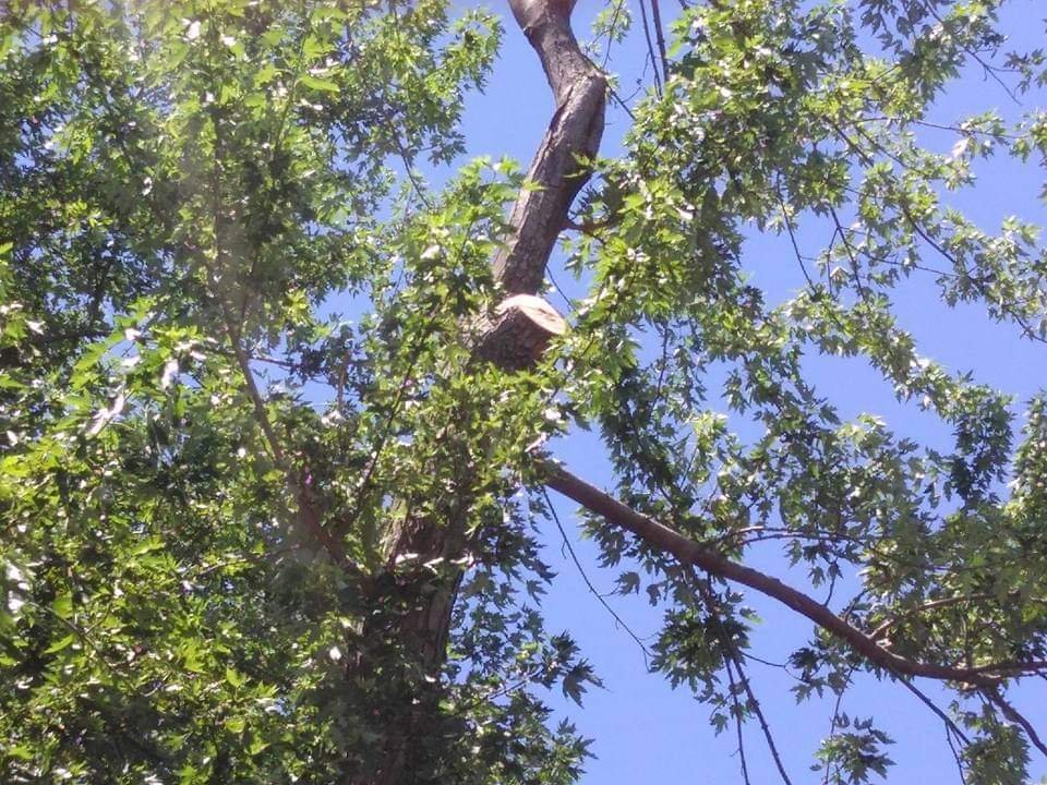 TOP NOTCH TREE CARE - Updated March 2025 - Independence, Missouri ...