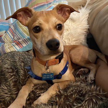 PAWS ATLANTA - Updated October 2024 - 84 Photos & 49 Reviews - 5287 ...