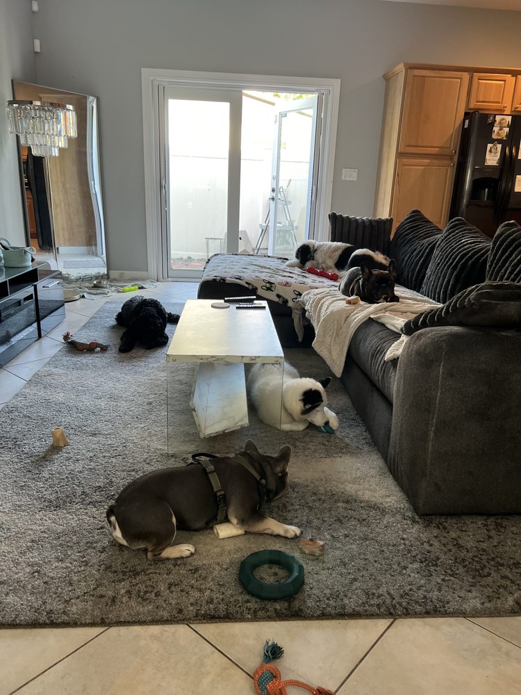 ANDY’S K9 CORNER - Updated October 2025 - 13 Photos - Fort Lauderdale ...