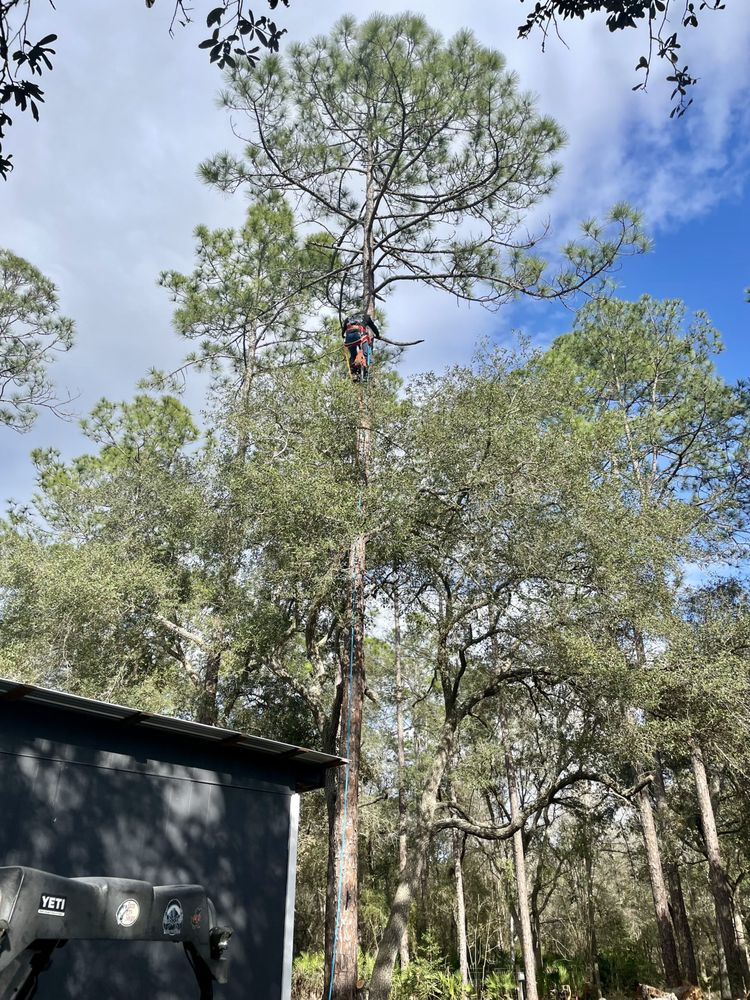 TOP NOTCH TREE EXPERTS - Updated May 2025 - 18 Photos - Middleburg ...