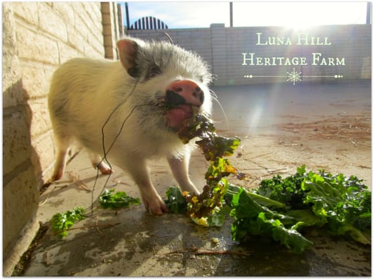 LUNA HILL HERITAGE FARM - Updated August 2025 - 120 La Ladera Rd, Los ...