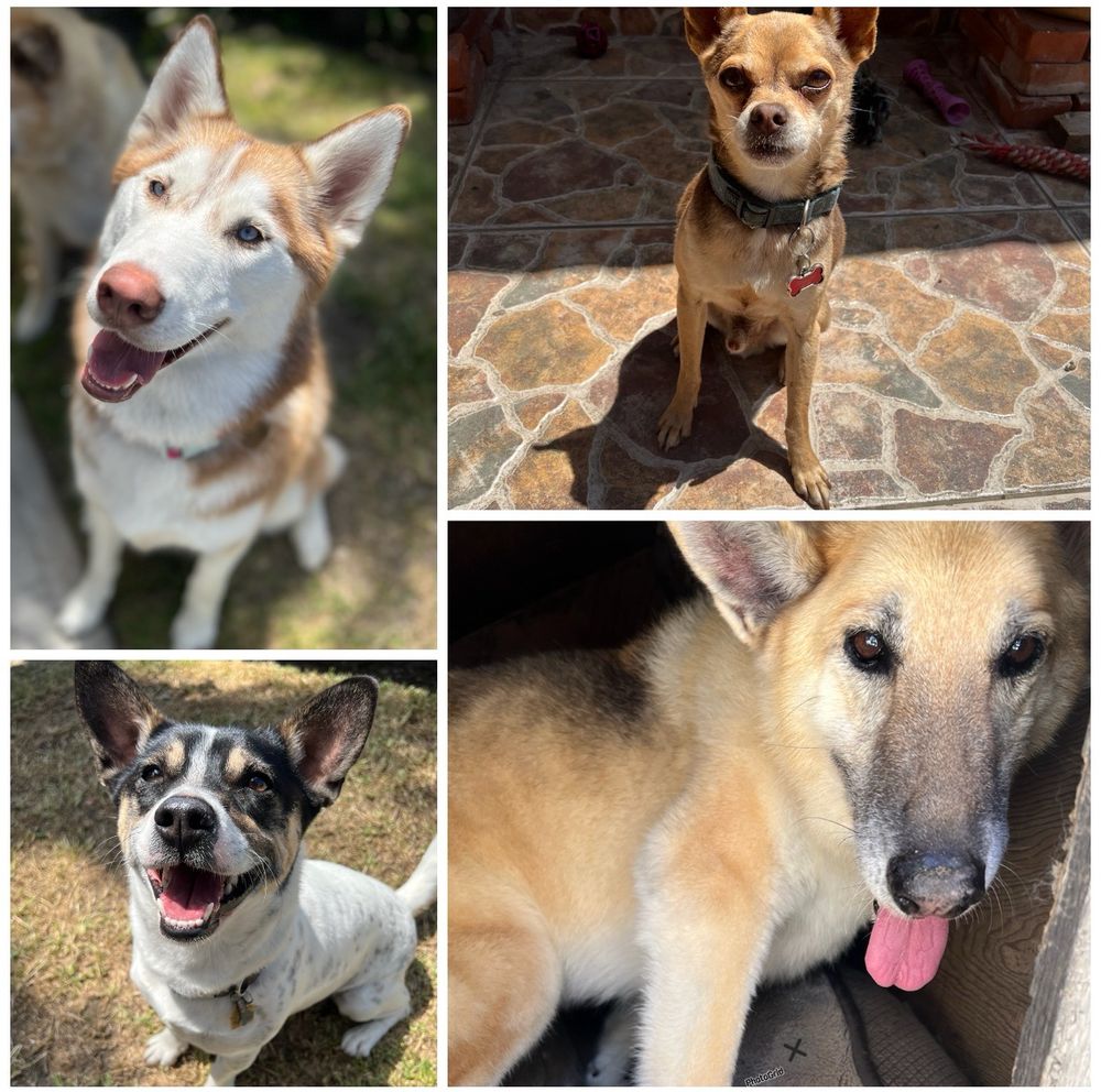 DOWNEY DOG GROOMING SALON & SPA - Updated March 2025 - 168 Photos & 52 ...