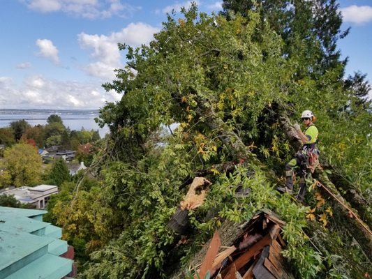 BALLARD TREE SERVICE - Updated December 2025 - 31 Photos & 98 Reviews ...