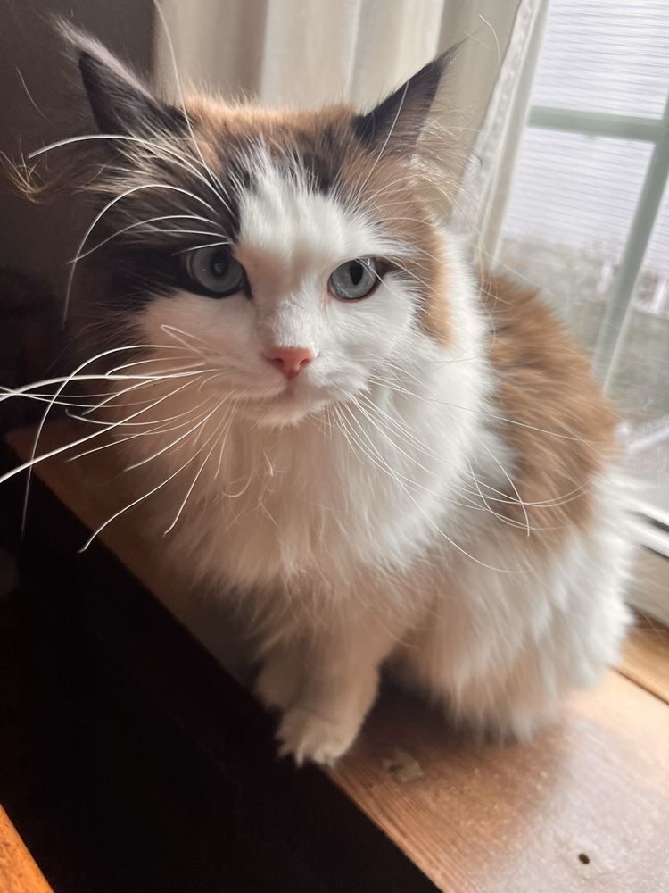 RAMBUNCTIOUS RAGDOLLS - Updated December 2025 - 20 Photos - Weymouth, Massachusetts - Pet ...