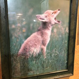 COYOTE’S COFFEE DEN - 138 Photos & 146 Reviews - 675 State Hwy 115 ...