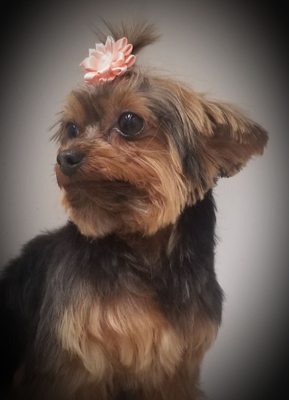 BOSS THE PET CONNECTION - 113 Photos & 23 Reviews - 6601 Boynton Beach ...