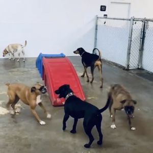 SAN FRANCISCO STABLES - Updated May 2024 - 18 Photos - 1114 Casad Rd ...