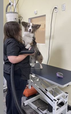 PAWSITIVE VIBES PET GROOMING - Updated December 2025 - 24 Photos - 1256 ...