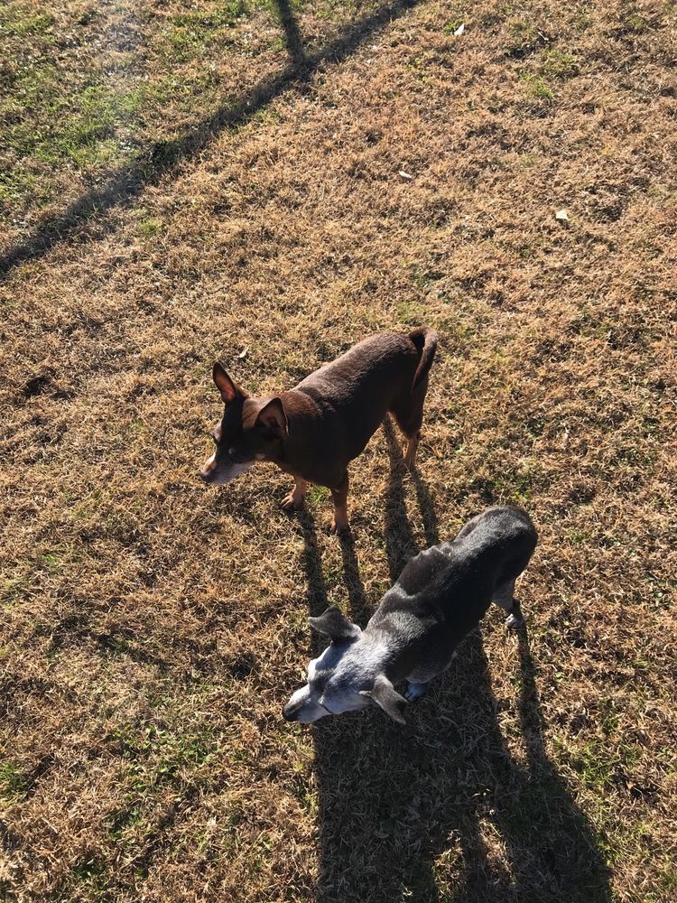 BILOXI DOG PARK - Updated June 2026 - 10 Reviews - 2150 Popp's Ferry Rd ...