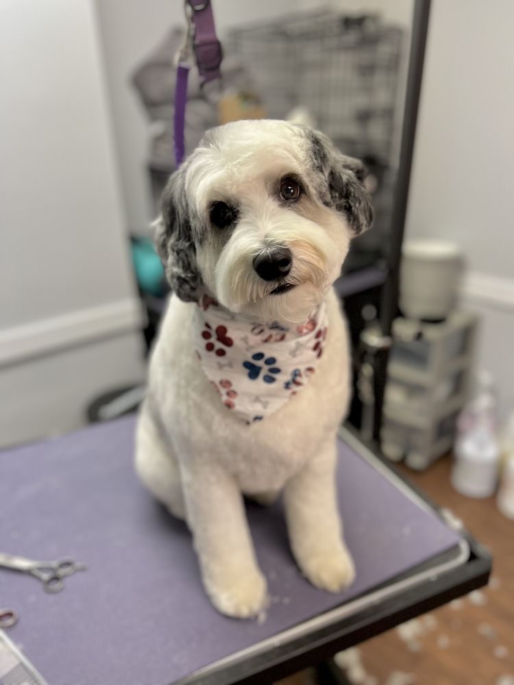 PAMPERED PUPS BY PAIGE - Updated July 2025 - Request an Appointment ...