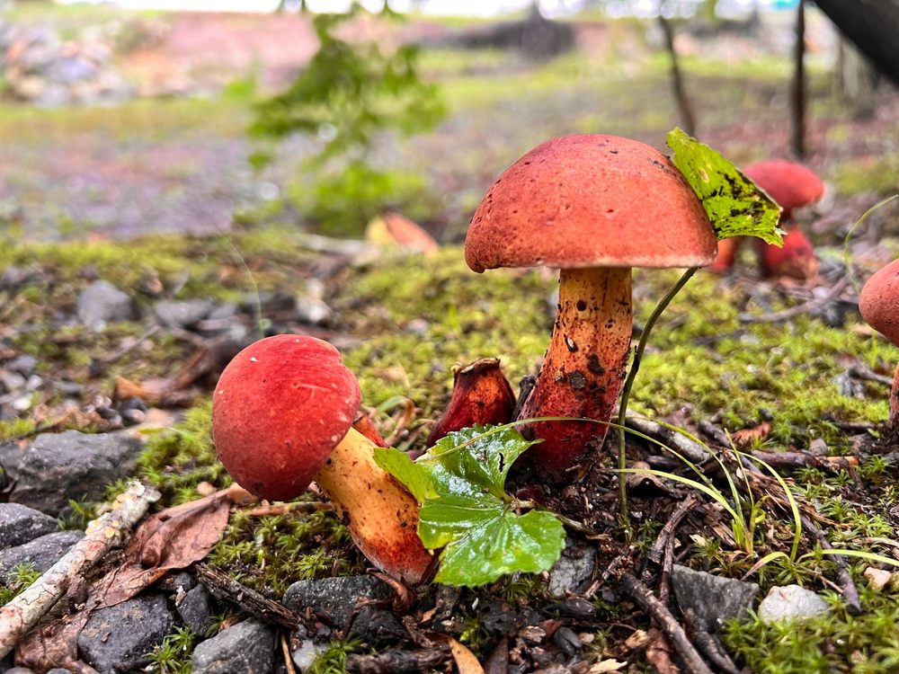 MEEKS PARK - 59 Photos & 24 Reviews - 490 Meeks Park Rd, Blairsville ...